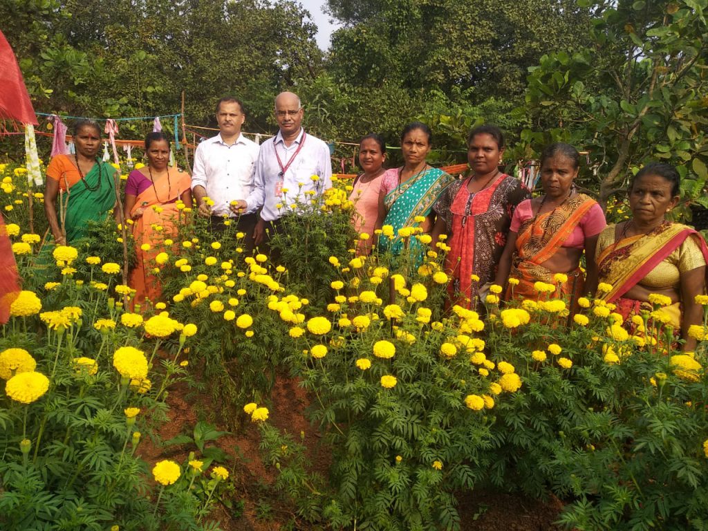 MARIGOLD CULTIVATION BLOOMS – Department of Information and Publicity