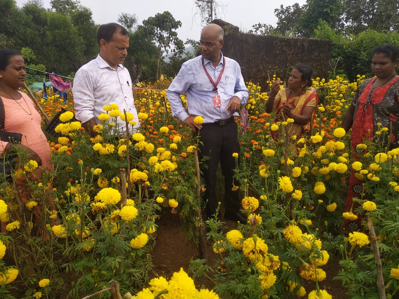 MARIGOLD CULTIVATION BLOOMS – Department of Information and Publicity